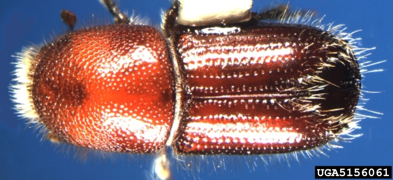 pine engraver (Ips pini)