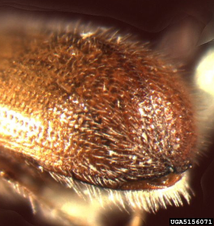 bark beetle (Micracis swainei)