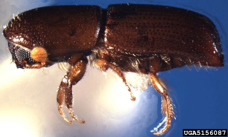 apple wood stainer (Monarthrum mali (Fitch, 1855))