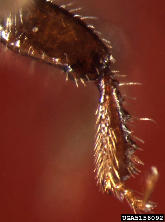bark beetle (Orthotomicus caelatus)