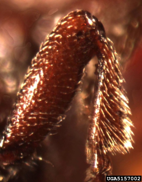 seed beetle (Pagiocerus frontalis)