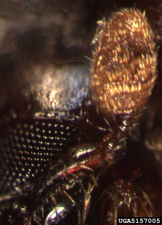 bark beetle (Phloeosinus dentatus)