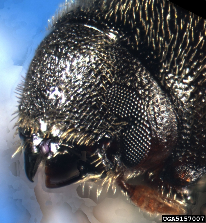 bark beetle (Phloeosinus dentatus)