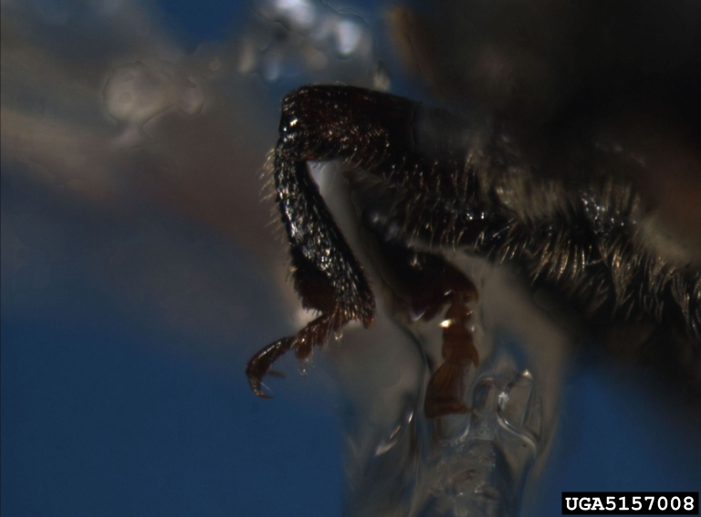 bark beetle (Phloeosinus dentatus)