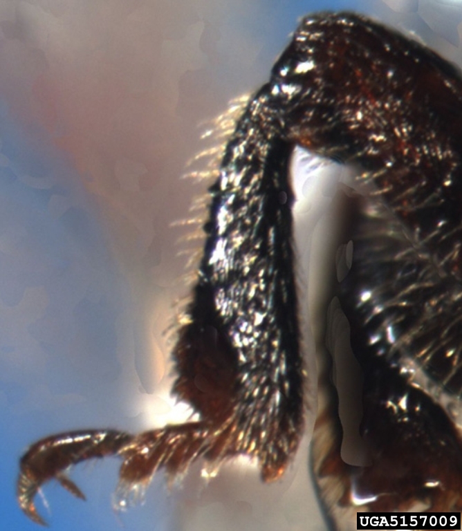 bark beetle (Phloeosinus dentatus (Say, 1826))