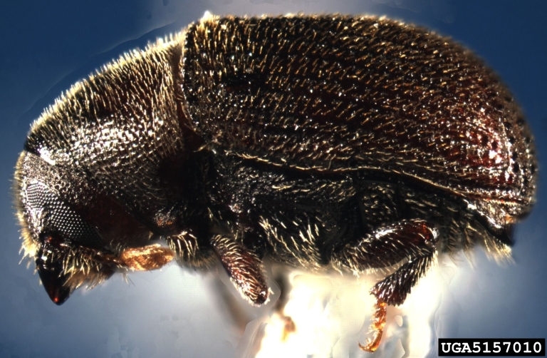 bark beetle (Phloeosinus dentatus (Say, 1826))