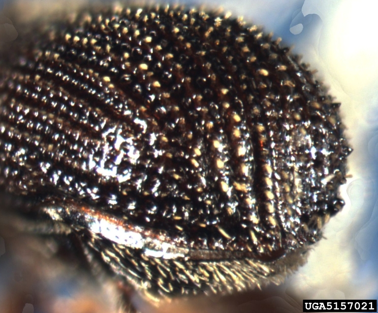bark beetle (Phloeotribus dentifrons (Blackman, 1921))