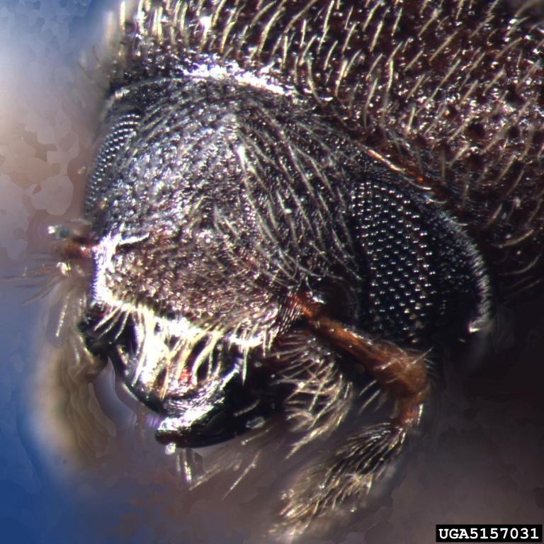 bark beetle (Phloeotribus frontalis)