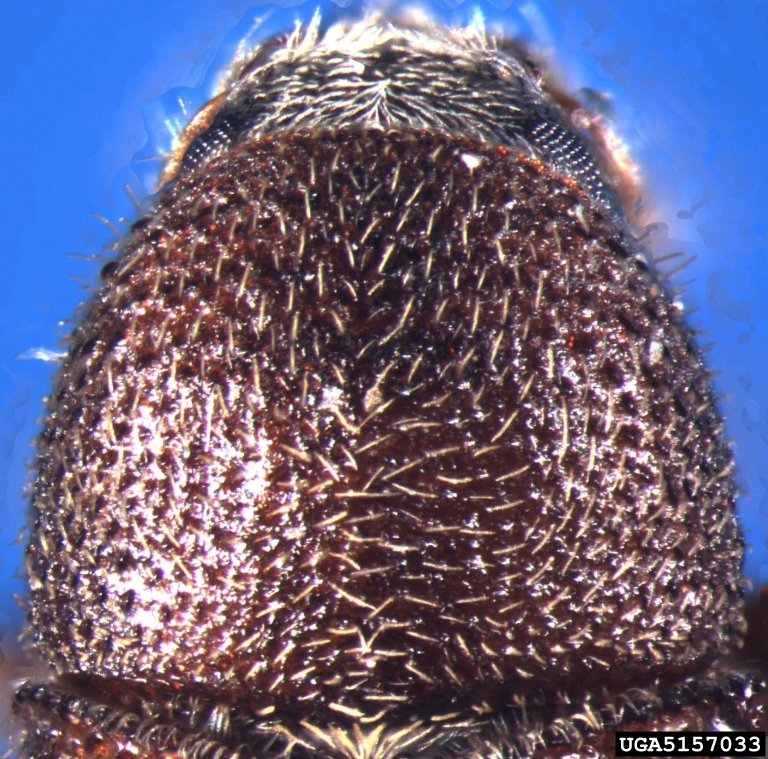 bark beetle (Phloeotribus frontalis)