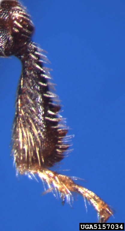 bark beetle (Phloeotribus frontalis (Olivier, 1795))