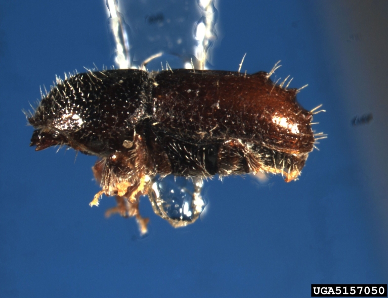 bark beetle (Pityogenes plagiatus (LeConte, 1868))