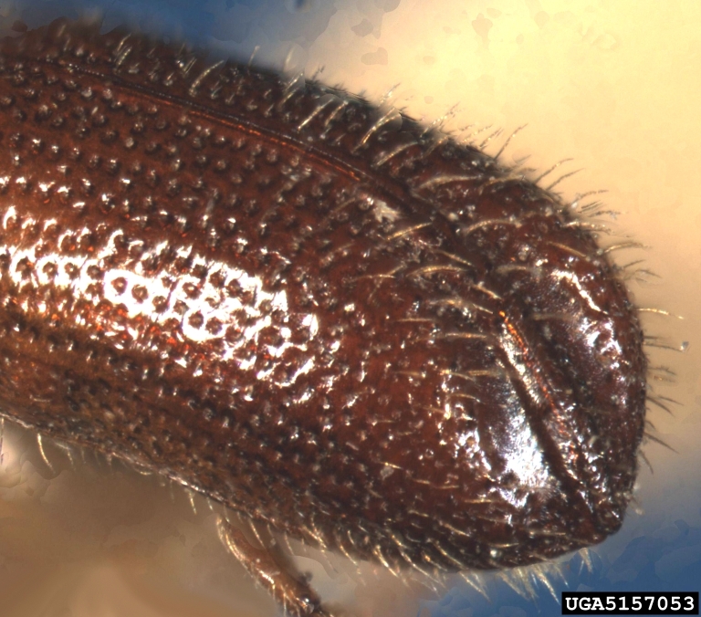 bark beetle (Pityophthorus pullus (Zimmermann, 1868))