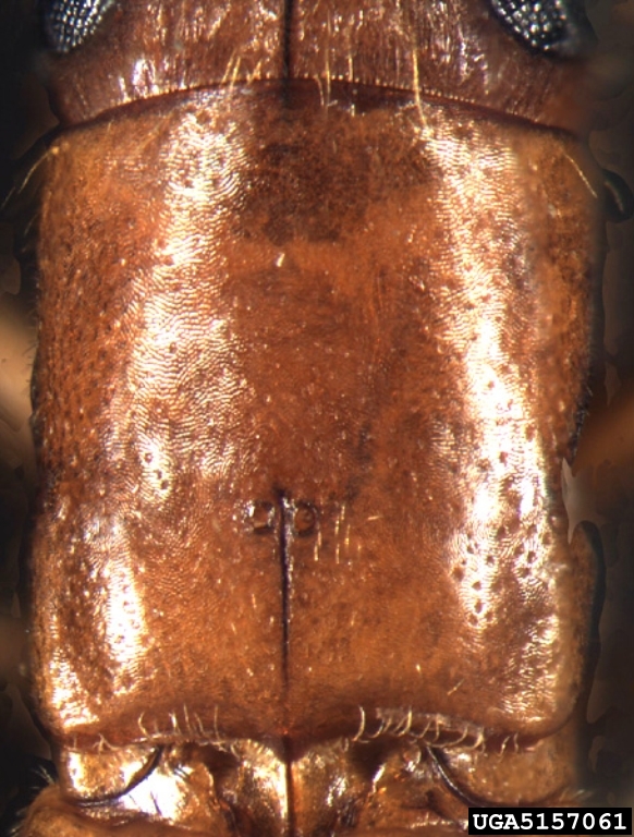 pinhole borer (Platypus compositus Say, 1824)