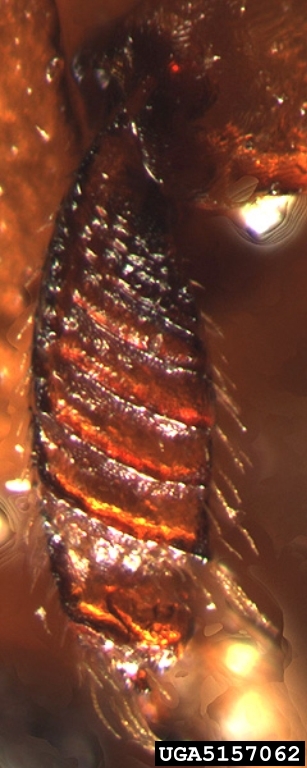 pinhole borer (Platypus compositus Say, 1824)