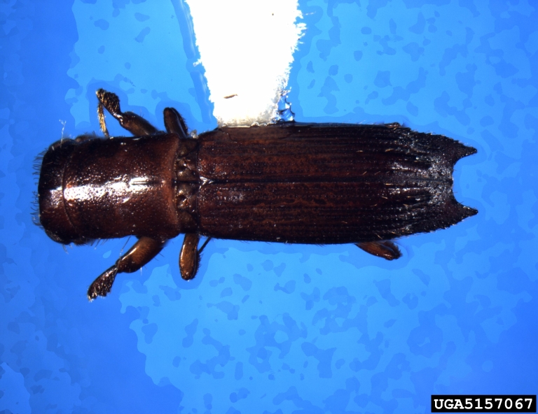 pinhole borer (Platypus flavicornis (Fabricius, 1776))