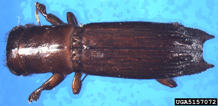 pinhole borer (Platypus flavicornis (Fabricius, 1776))