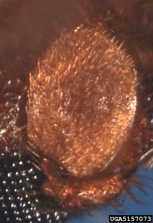 ambrosia beetle (Euplatypus parallelus (Fabricius, 1801))