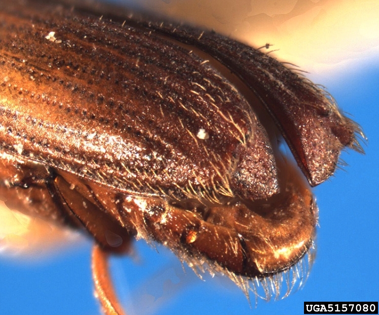 pinhole borer (Platypus quadridentatus)