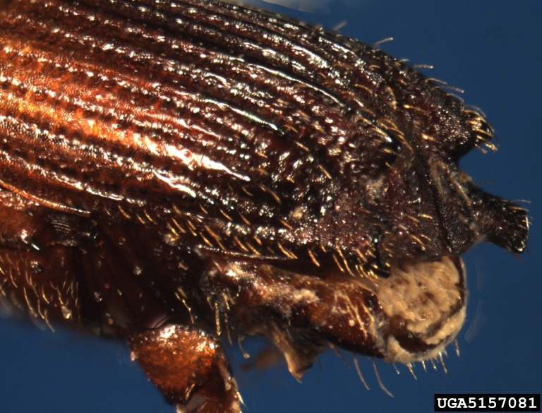 pinhole borer (Platypus quadridentatus (Olivier, 1795))