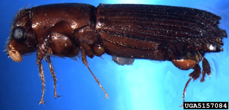 pinhole borer (Platypus quadridentatus (Olivier, 1795))