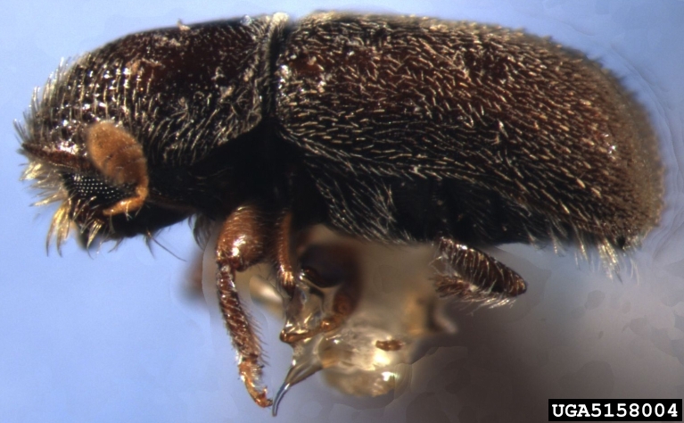 Oak Bark Beetle Watch For Predators That Look Like Pests | NC State