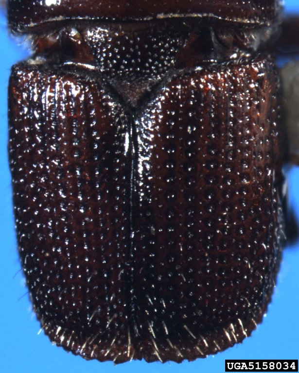 hickory bark beetle (Scolytus quadrispinosus Say, 1824)