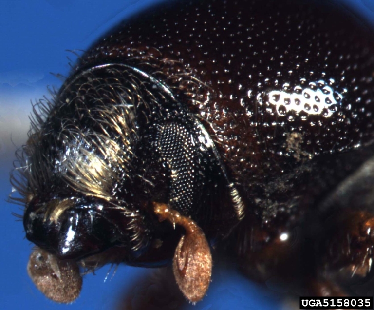 hickory bark beetle (Scolytus quadrispinosus Say, 1824)