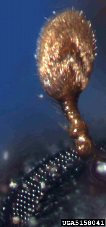 shothole borer (Scolytus rugulosus (Müller, 1818))