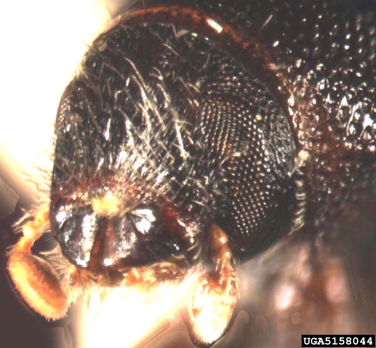 shothole borer (Scolytus rugulosus)