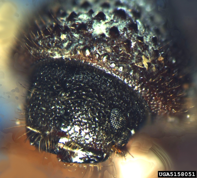 ambrosia beetle (Trypodendron scabricollis)