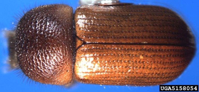ambrosia beetle (Trypodendron scabricollis (LeConte, 1868))