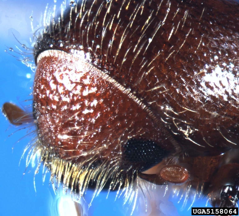 ambrosia beetle, Xyleborus celsus (Coleoptera: Curculionidae) - 5158064