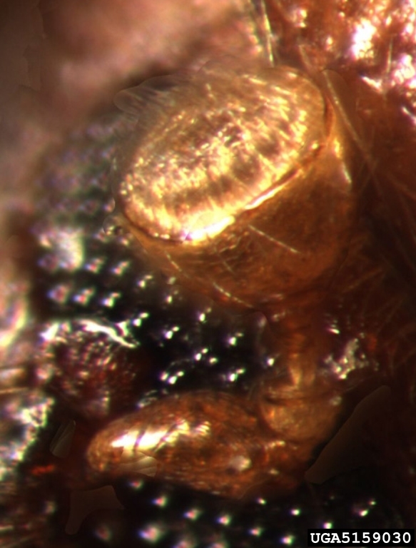 granulate ambrosia beetle (Xylosandrus crassiusculus (Motschulsky, 1866))