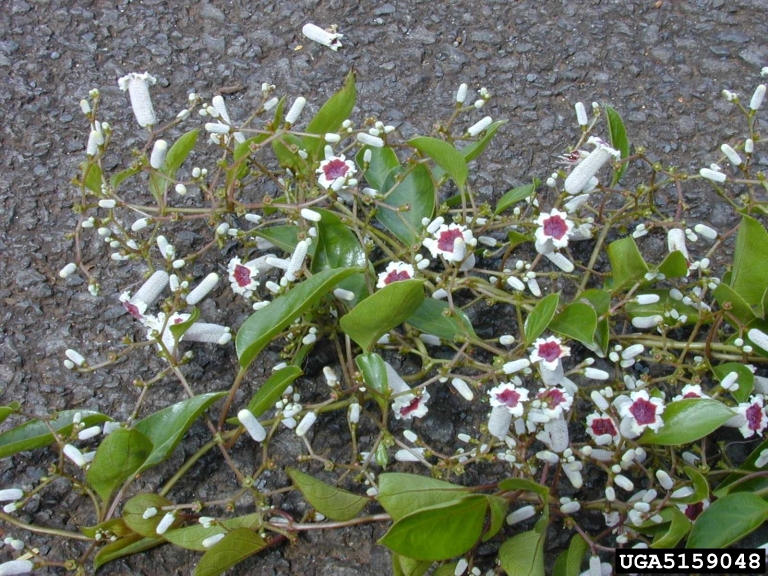 skunk-vine (Paederia foetida L.)