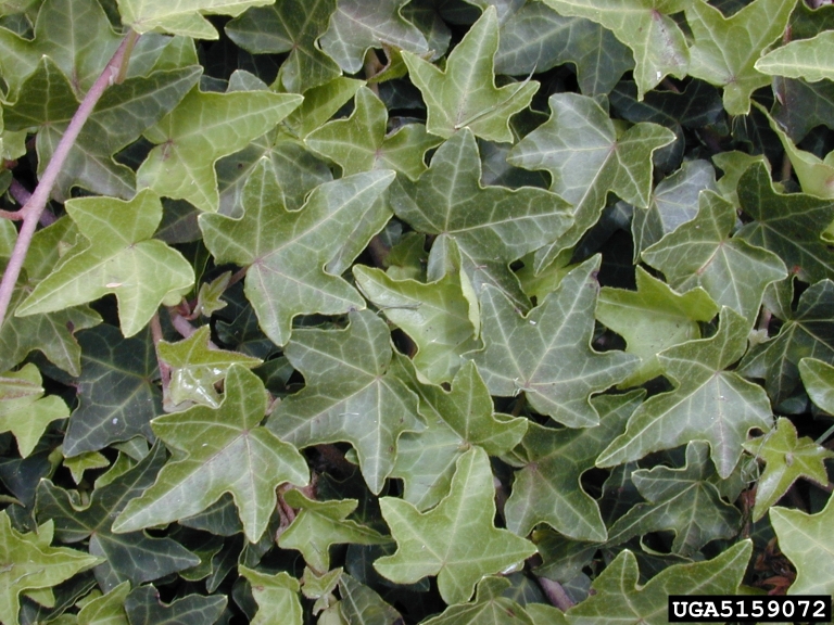 English ivy (Hedera helix)