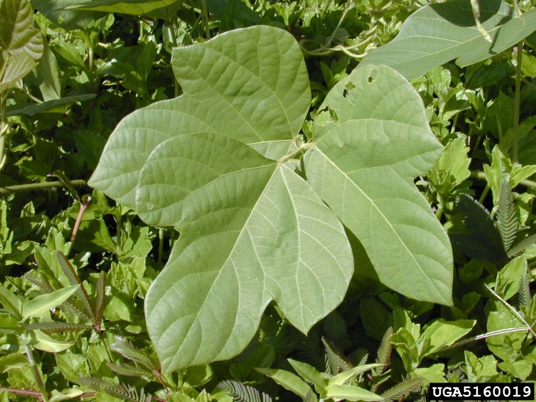 kudzu (Pueraria montana var. lobata)