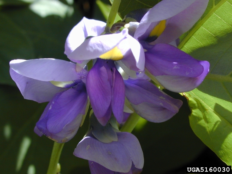kudzu (Pueraria montana var. lobata)