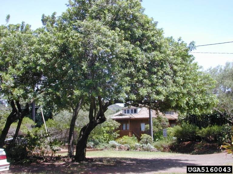 Brazilian peppertree (Schinus terebinthifolia Raddi)