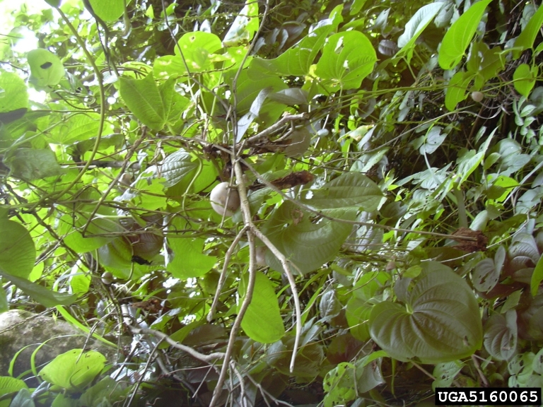 air-potato (Dioscorea bulbifera L.)