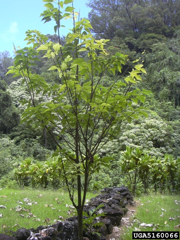 paper-mulberry (Broussonetia papyrifera (L.) L'Hér. ex Vent.)