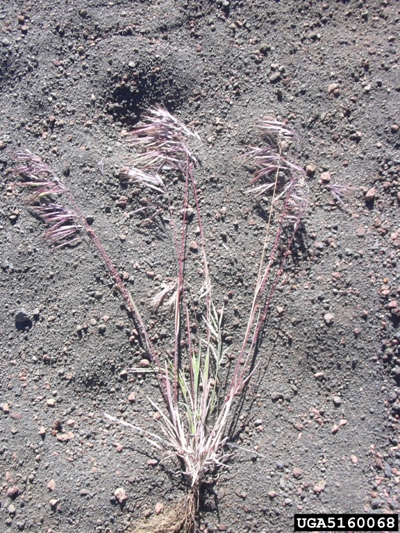 cheatgrass, downy brome (Bromus tectorum)