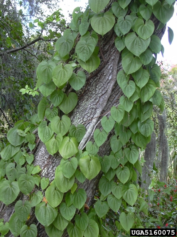 air-potato (Dioscorea bulbifera L.)