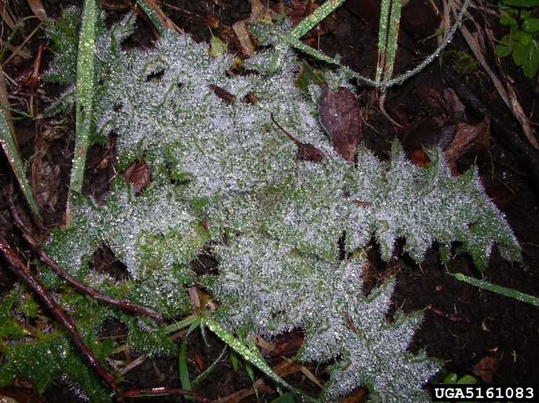 bull thistle (Cirsium vulgare (Savi) Ten.)