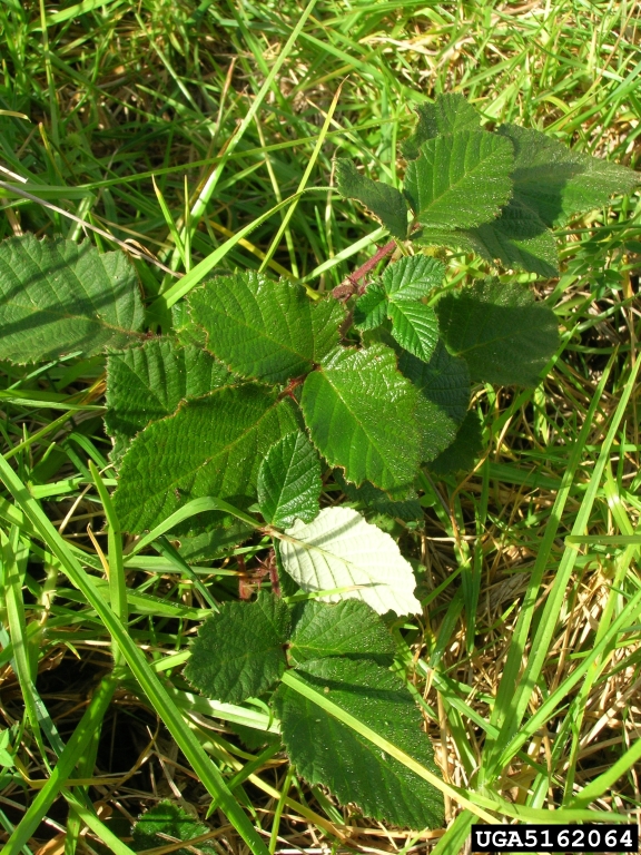 Himalayan blackberry (Rubus armeniacus Focke)