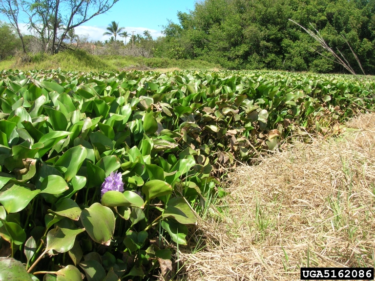 common water hyacinth (Eichhornia crassipes)