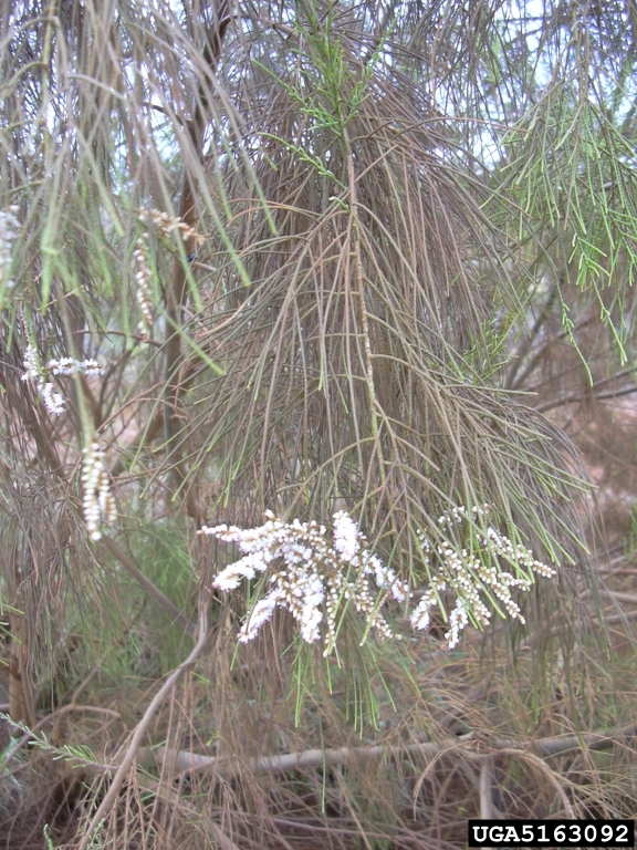 Athel tamarisk (Tamarix aphylla)