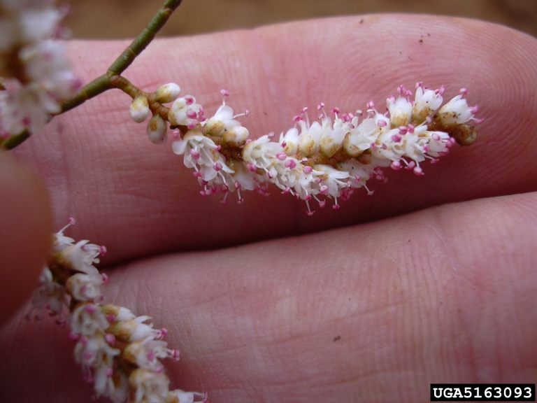 Athel tamarisk (Tamarix aphylla)