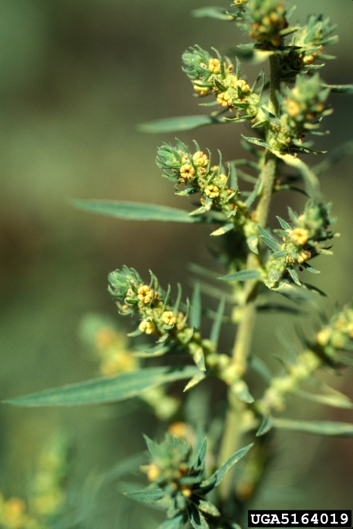 Mexican fireweed (Bassia scoparia)