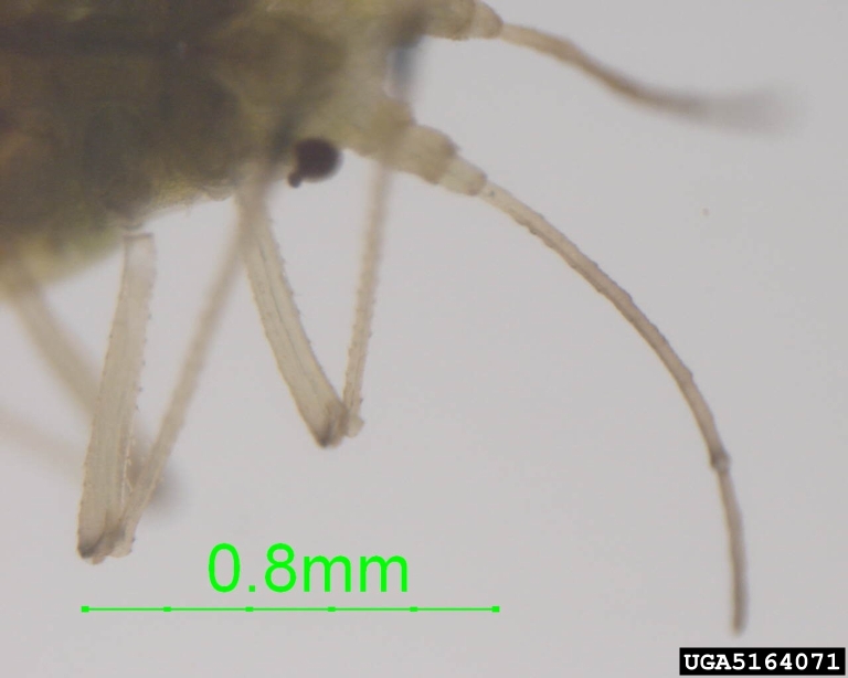 foxglove aphid (Aulacorthum solani)