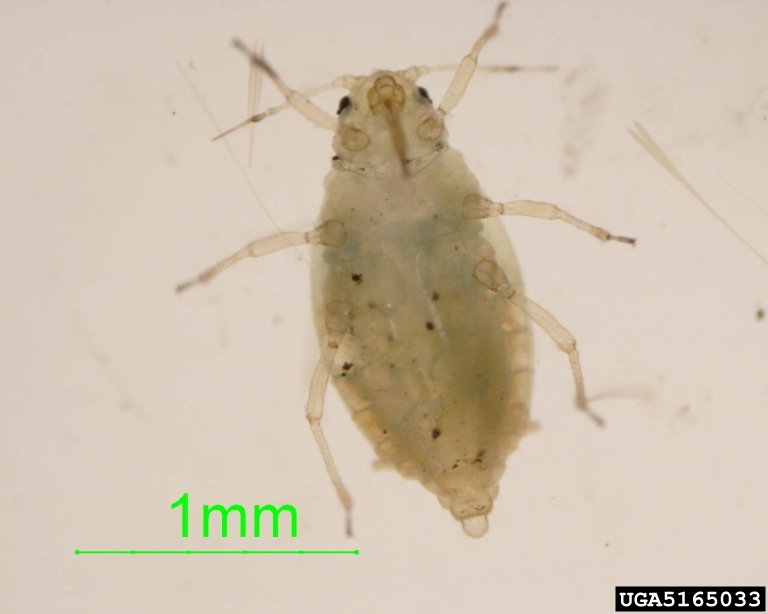 aphids (Family Aphididae)
